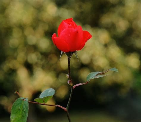 Mawar Mekar Bunga Foto Gratis Di Pixabay Pixabay