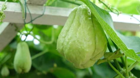 Olvídate de su alto costo Aprende a cultivar chayote con esta guía