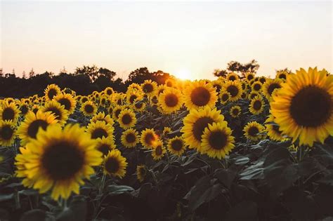 Sunflower Background Yellow Aesthetic Laptop Background Vintage
