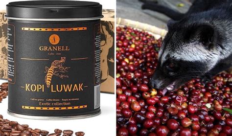 El Kopi Luwak Descubriendo El Secreto Detr S Del Caf M S Caro Del