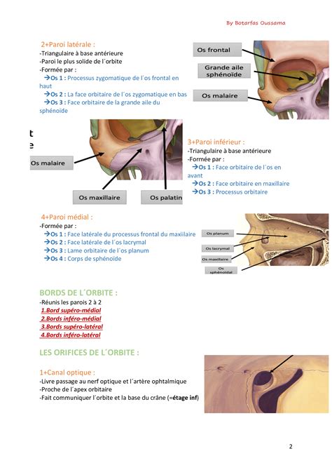 SOLUTION Anatomie De La R Gion Orbitaire Anat Tete Et Cou Chapitre 4