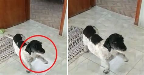 Il Cane Finge Di Avere Una Zampa Rotta Per Ottenere Baci E Abbracci