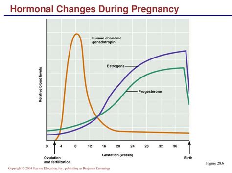 Ppt Pregnancy And Human Development Powerpoint Presentation Free
