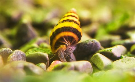 Different Types Of Snails Pictures Chart Facts