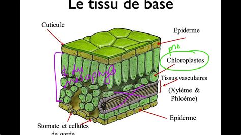 SNC2D Unité 3 Leçon 10 Les cellules et tissus des plantes YouTube
