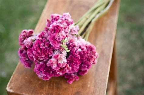 Bunch Of Rose Pink Celosia Cockscomb Dark Pink Dried Flowers Etsy