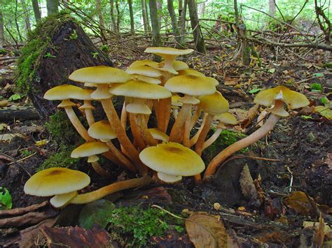 Opieńka miodowa Armillaria mellea Forum NaGrzyby pl