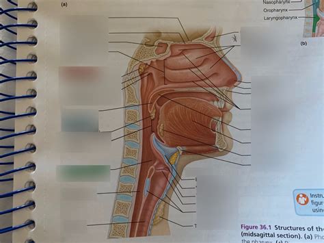 Regions Of Pharynx Diagram Quizlet