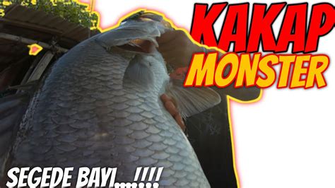 ALLHAMDULILAH KAKAP PUTIH TERBESAR TAHUN INI SELAMA MANCING YouTube