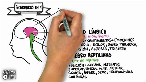 El poder del cerebro primitivo Descubre cómo influye en nuestra