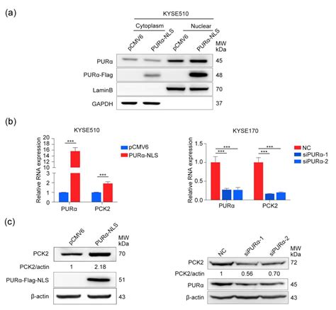 Genes Free Full Text PURα Promotes the Transcriptional Activation