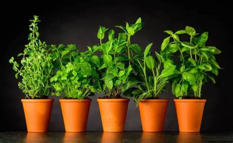 Plantines Aromaticas Romero Albahaca Oregano Tomillo Menta