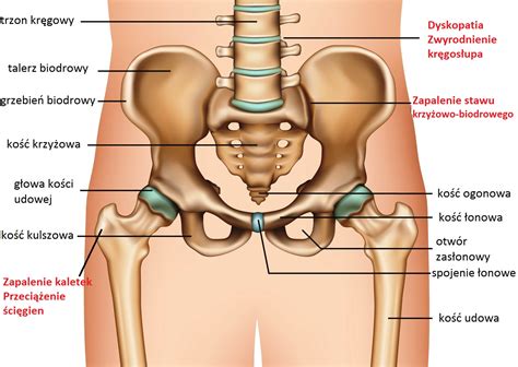 Anatomia Stawu Biodrowego Endoproteza Info Informator Dla Pacjent W