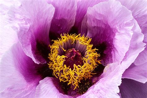 Peony Flower Nature Free Photo On Pixabay