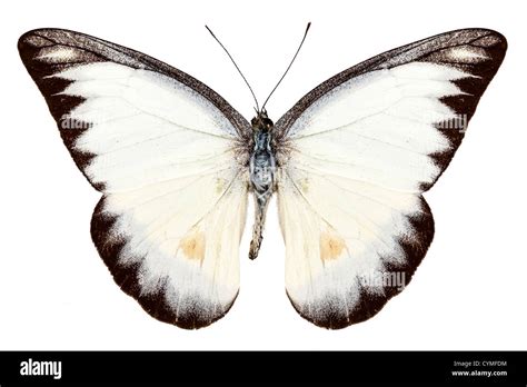 White Butterfly Species Appias Lyncida Isolated On White Background