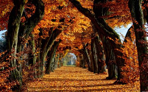 Autumn Trees Wallpapers Wallpaper Cave