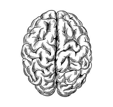 Brain Outline Drawing Top View