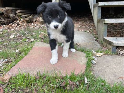 Chiot de type Border Collie femelle à vendre Petite Annonce chien