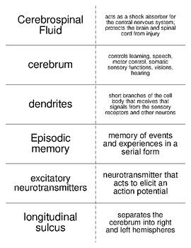 Nervous System Flash Cards For Physiology Students TPT