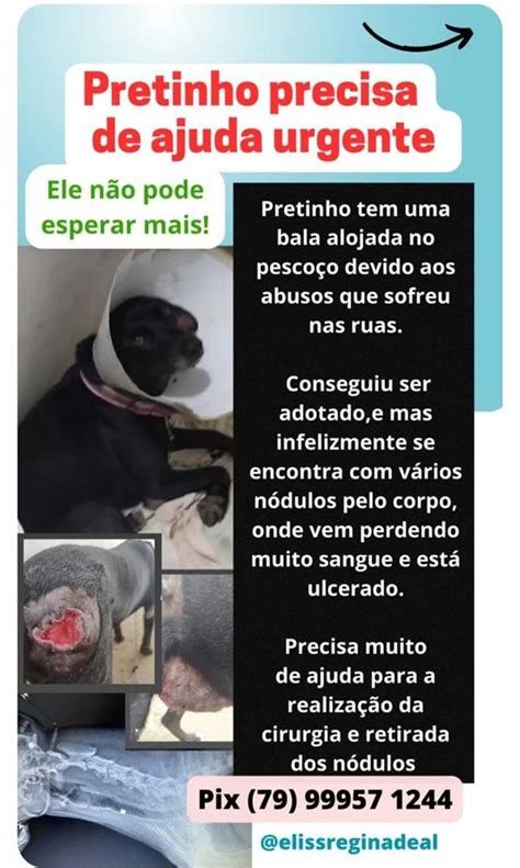 Tutora pede ajuda para custear cirurgia urgente de cachorro câncer
