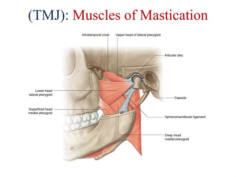 Anatomy Of The Temporal Region Temporomandibular Joint PPT