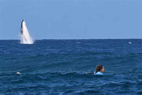 Whale Crash The Olympics Womens Surfing Competition Photos Nbc Insider