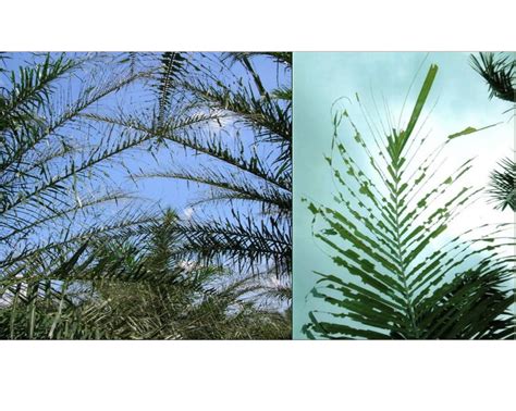Pohon Kelapa Sawit Tinggi