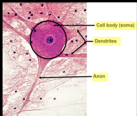 Nervous Tissue Diagram Quizlet