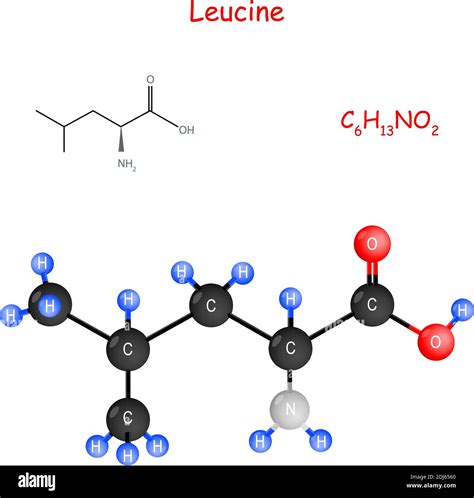 Leucine Is An Essential Amino Acid For Biosynthesis Of Proteins Flavor