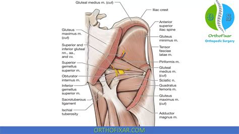 Hip Flexor Muscles Diagram