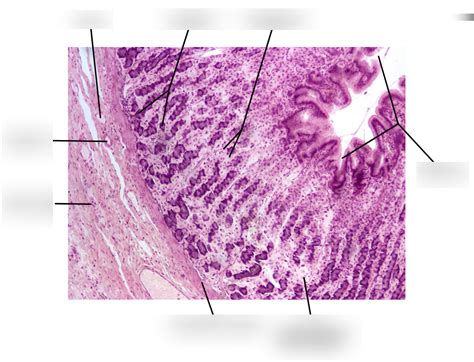 Ch Stomach Histology Diagram Quizlet