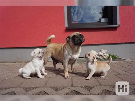 Mops štěňata Na Prodej bazar Hyperinzerce cz