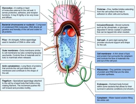 Chapter 4 Bacteria And Archaea Flashcards Quizlet