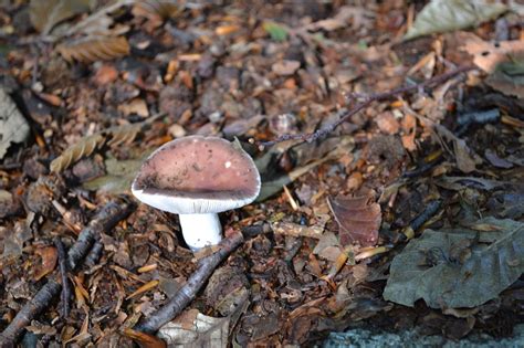 Mushroom Porcini Fungus Free Photo On Pixabay Pixabay