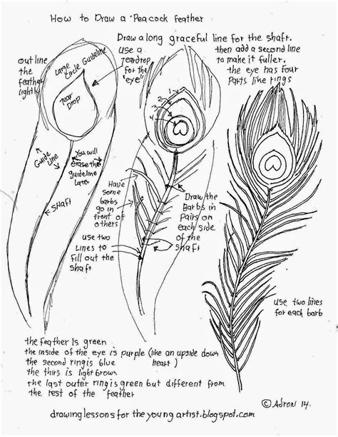 How To Draw Worksheets For The Young Artist How To Draw A Peacock Feather Free Printable Worksheet