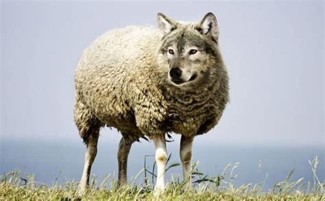 C Mo Detectar Un Lobo Con Piel De Cordero Evita Caer En Sus Trampas