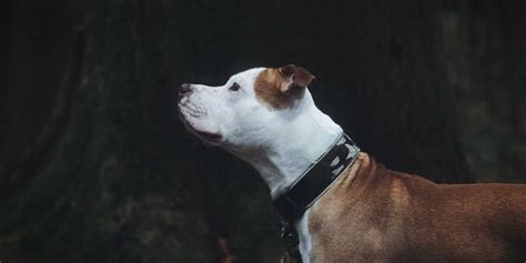 Bebe morre após ser atacado por pit bull da própria família Diário do