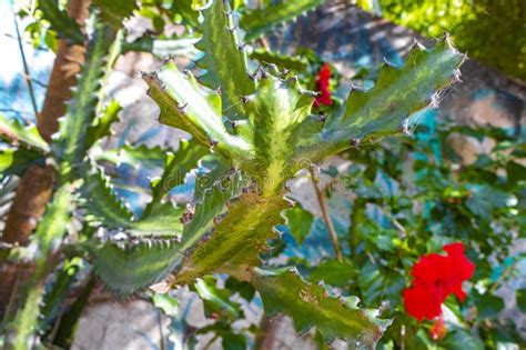 Cactus Cactus Et Plante De Fleurs D Hibiscus Rouge Au Mexique Photo