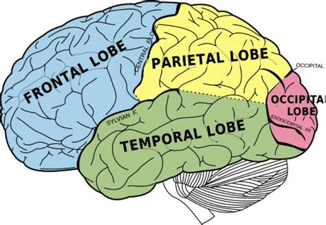 Funciones Del Mapa Cerebral