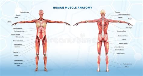 Estructura De Los Músculos Del Cuerpo Humano Ilustración del Vector