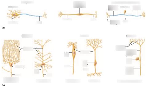 Classification Of Neurons Diagram Quizlet