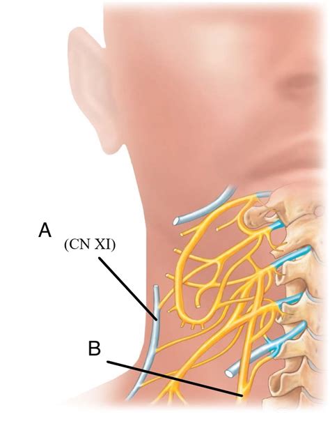 Cervical And Brachial Plexus Diagram Quizlet