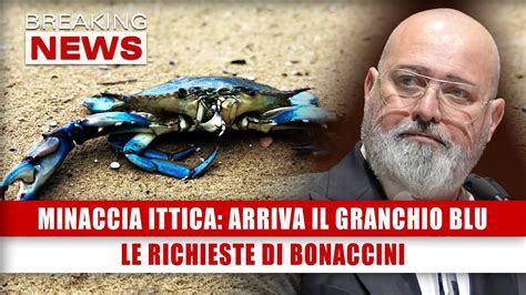 Minaccia Ittica Arriva Il Granchio Blu Le Richieste Di Bonaccini