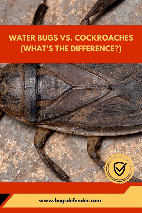 Water Bugs Vs Cockroaches What S The Difference