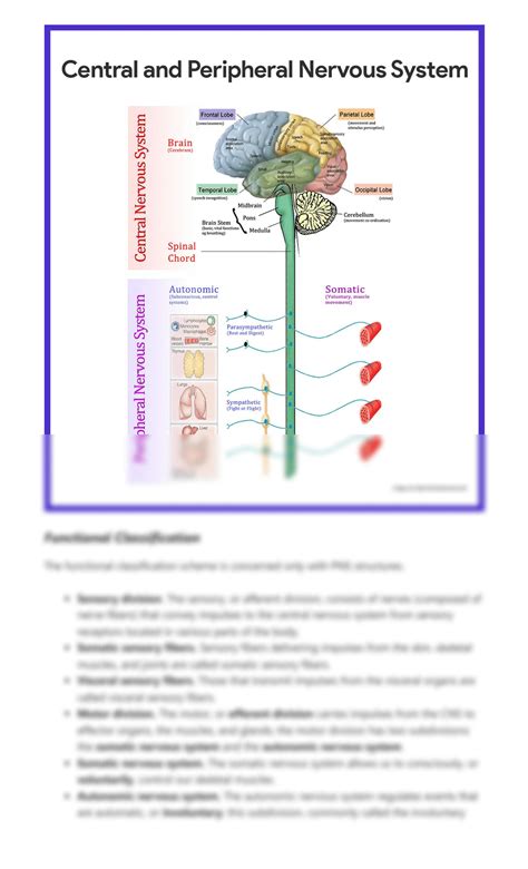 Solution Nervous System Anatomy And Physiology Nurseslabs Studypool