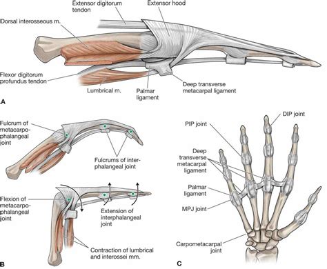 Arm Anatomy Ligaments