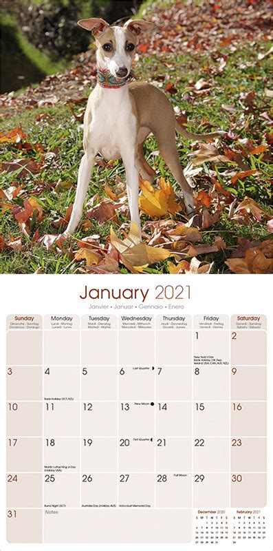 Italian Greyhound Calendários de parede 2024 Compre em Europosters