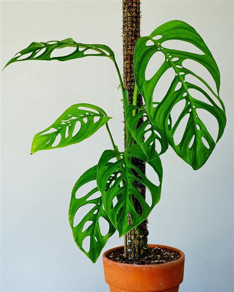 Monstera Esqueleto Care And Growing Guide Plantcarefully