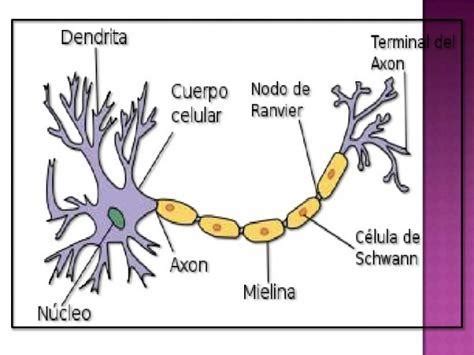 Cómo dibujar Una Neurona Y Sus Partes Paso a Paso Muy Fácil 2024
