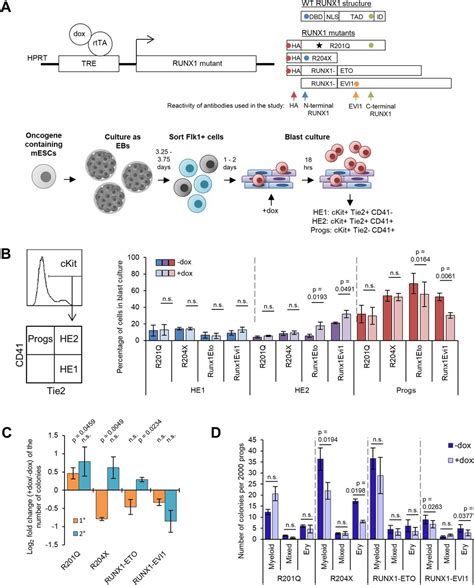 different mutant runx1 oncoproteins program alternate haematopoietic differentiation